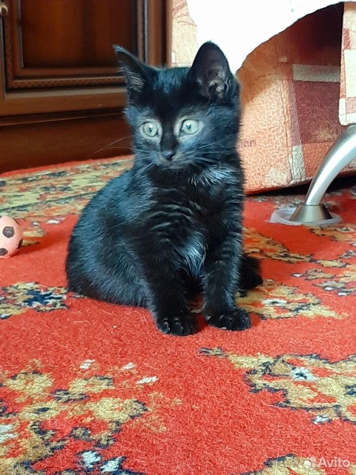 Кошка