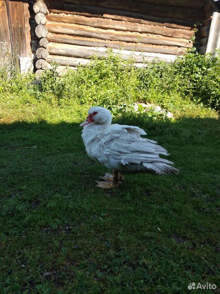 Самцы индоуток (Франция)