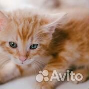 Маленькое рыжее солнышко в добрые ручки