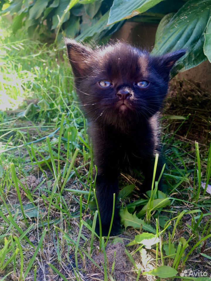 Британский котёнок