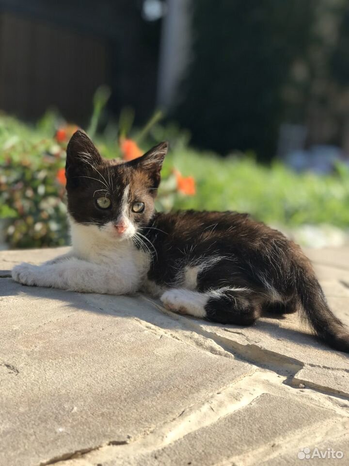 Кот