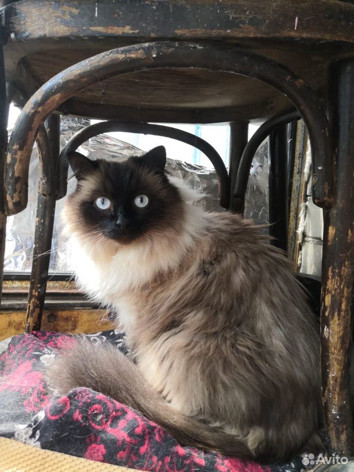 Котик Зевс ищет новую семью