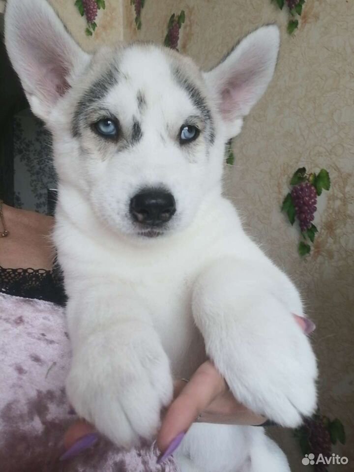 Щенок Хаски