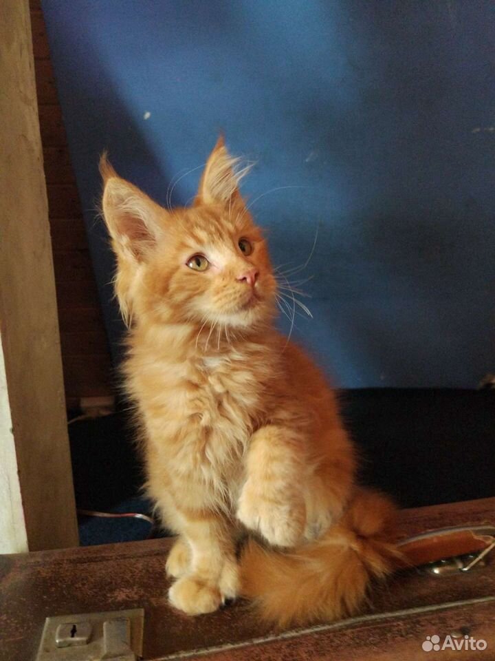 Супер полидакт