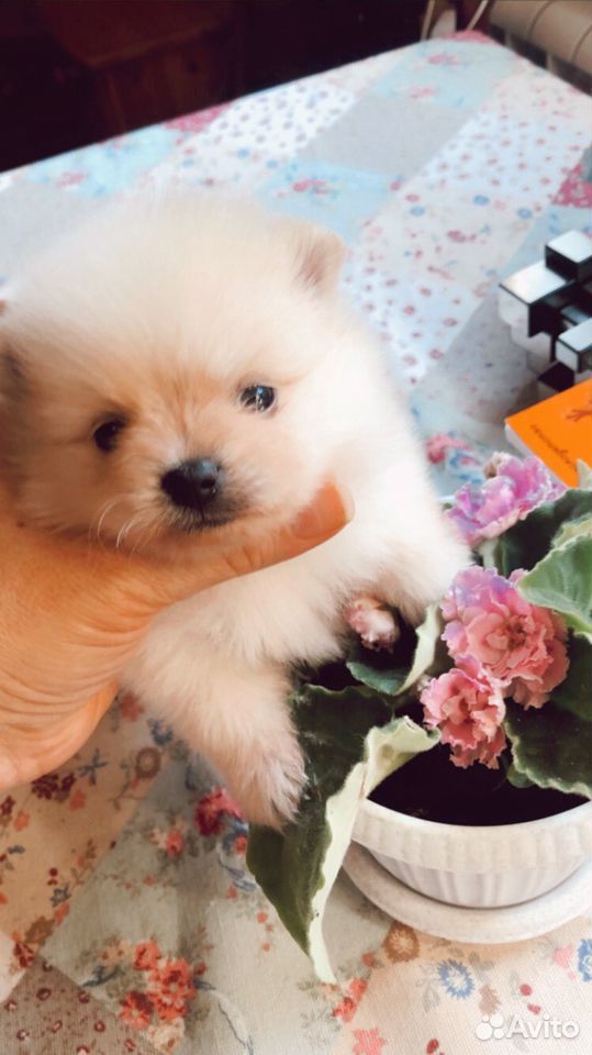 Шпиц мини и малый