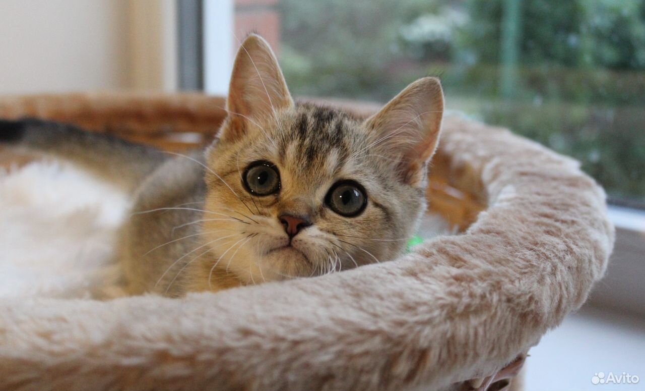 Красавец котик
