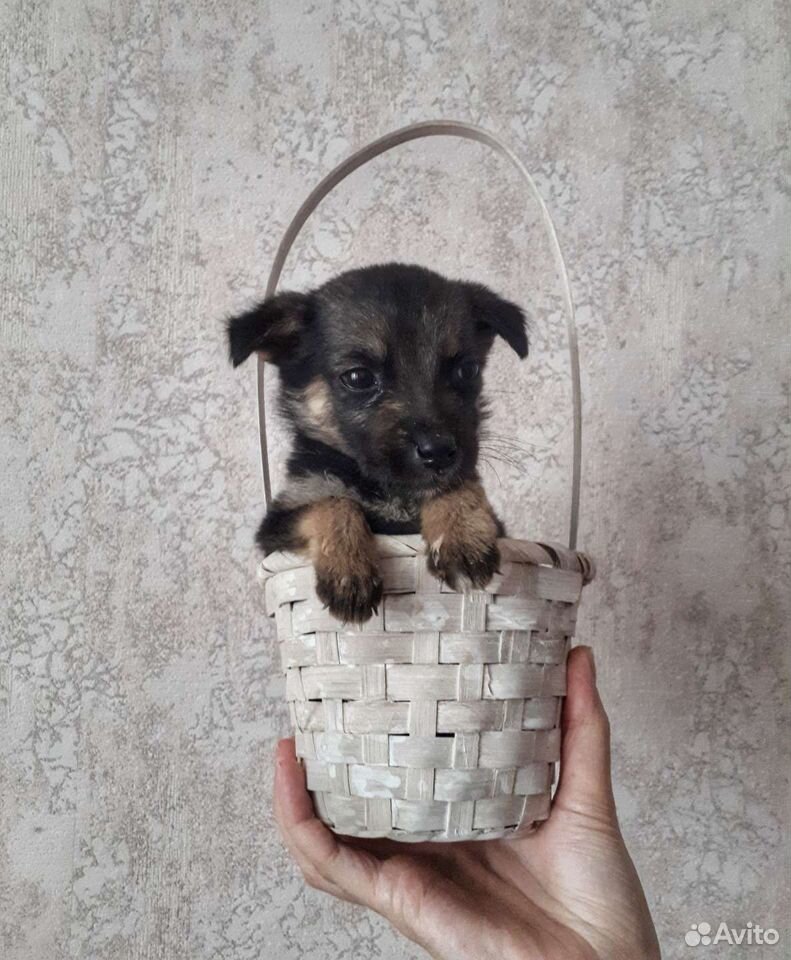 Бусинка ищет семью
