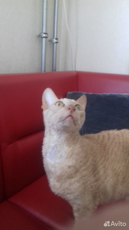 Найден сфинкс