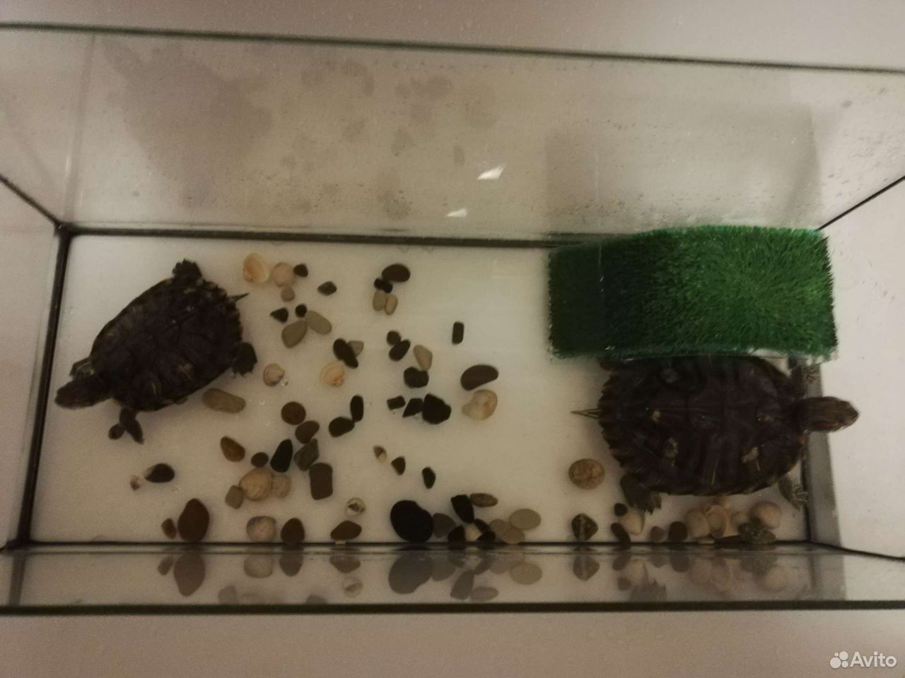 Отдадим красноухих черепах