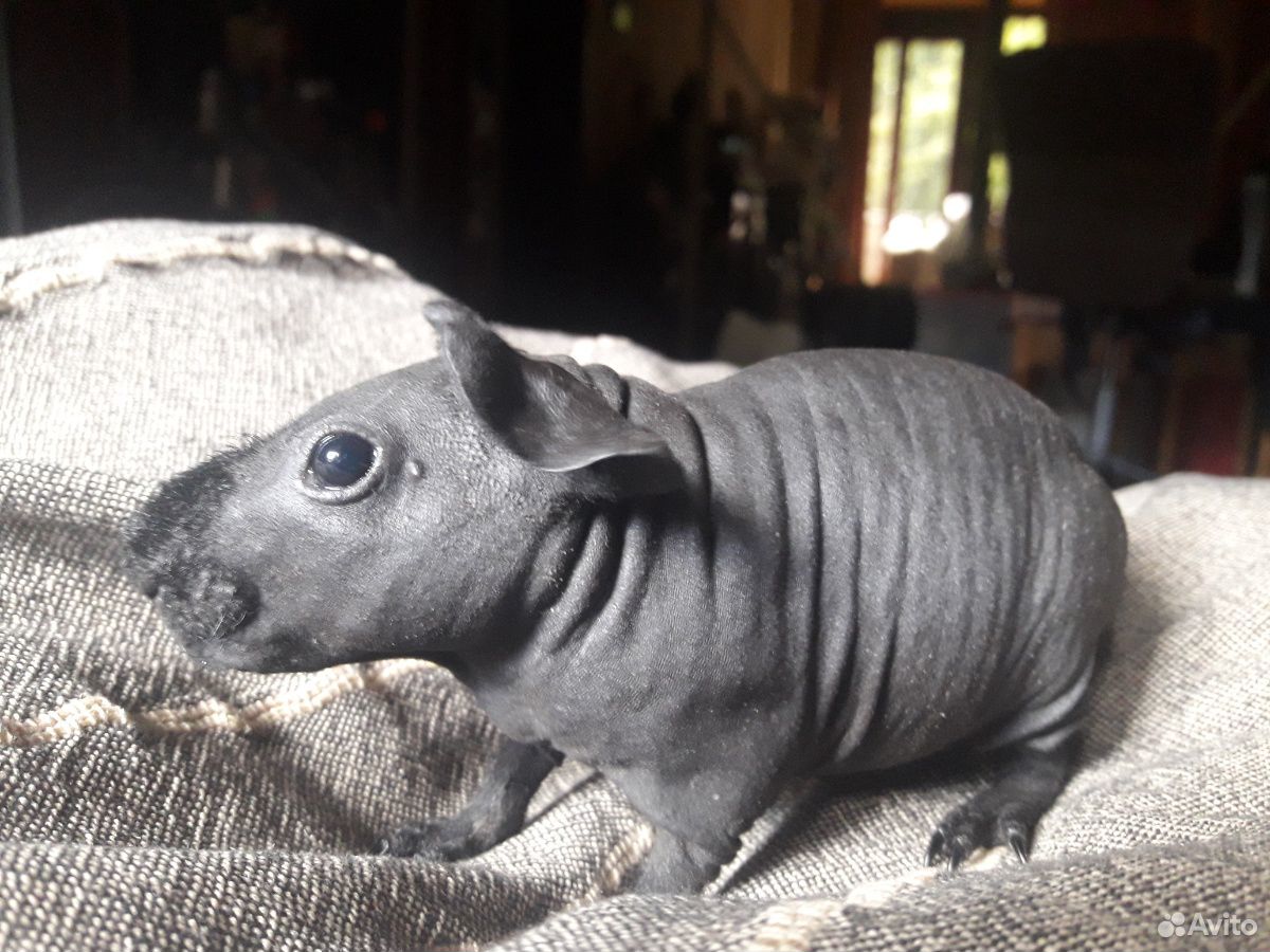 Морские свинки Скинни