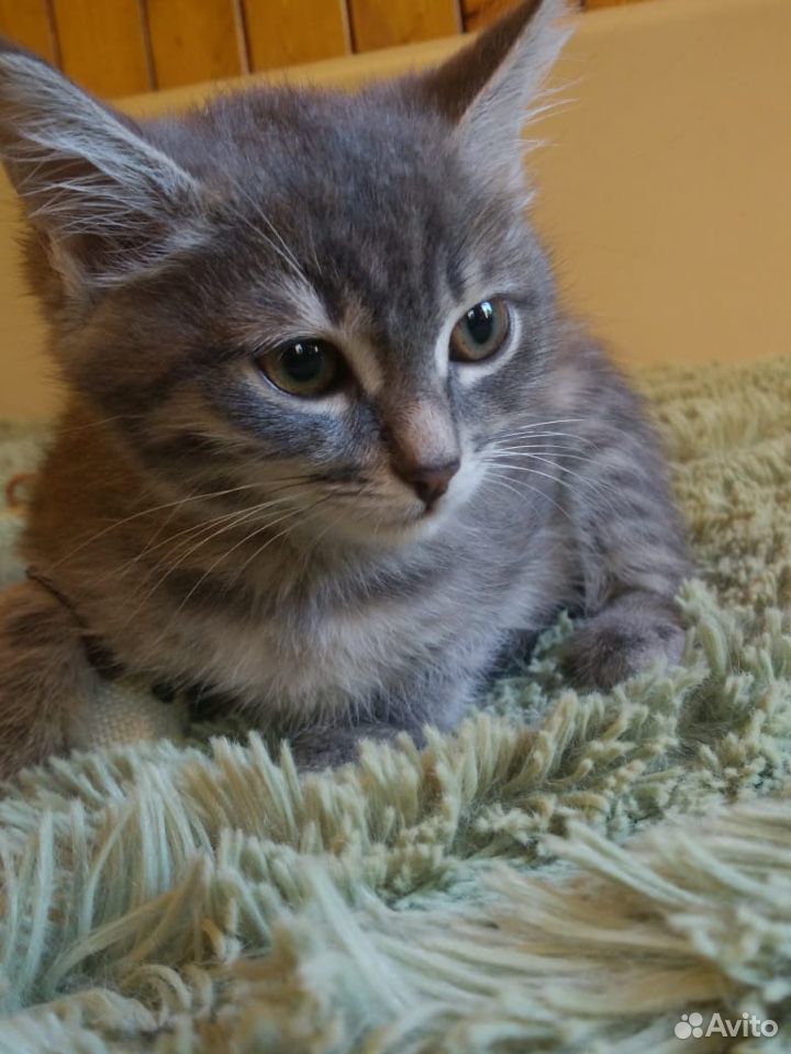 Котёнок девочка Нюша 3 мес ищет дом