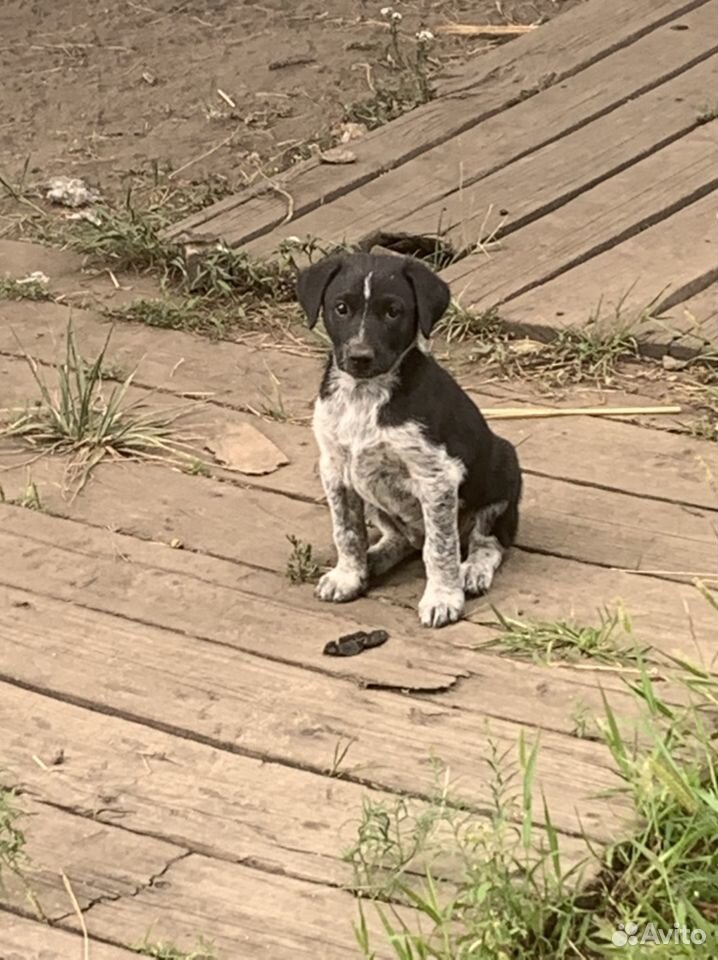 Метис драатхара и дворняги