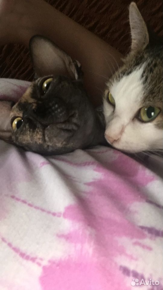 Канадский сфинкс девочка 1,5 года ищет котика