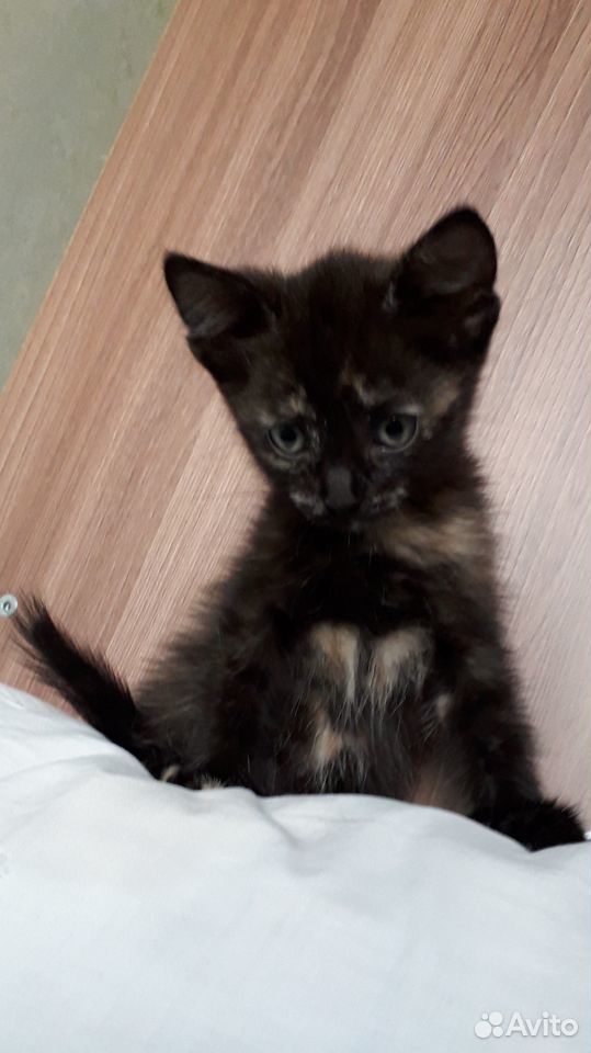 Кошка