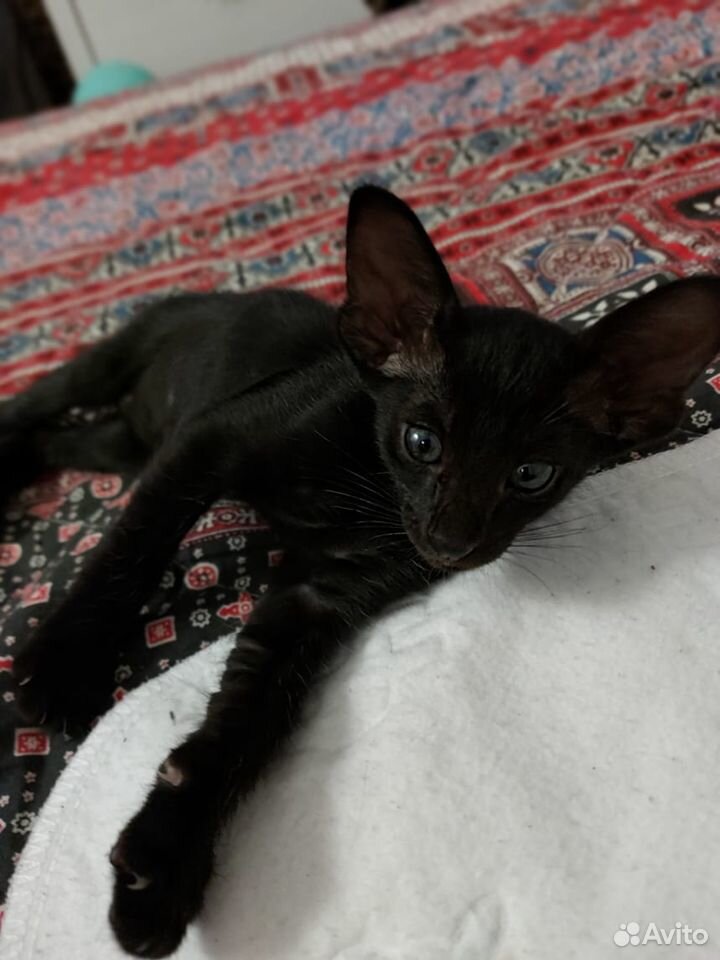 Ориентальные котята