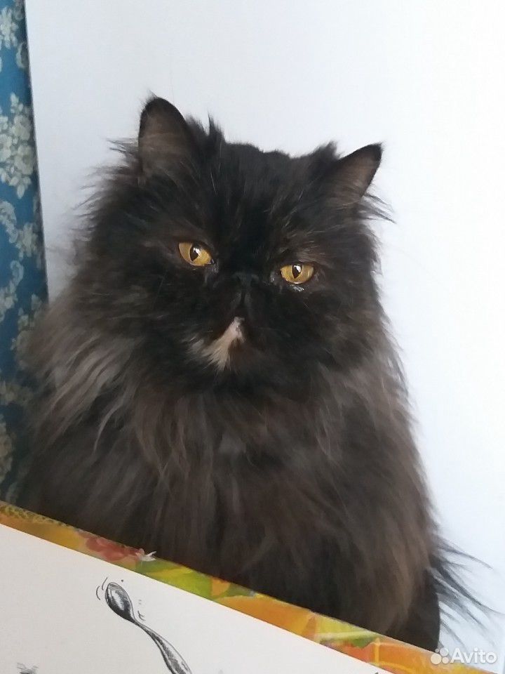 Чистокровная Персидская кошка