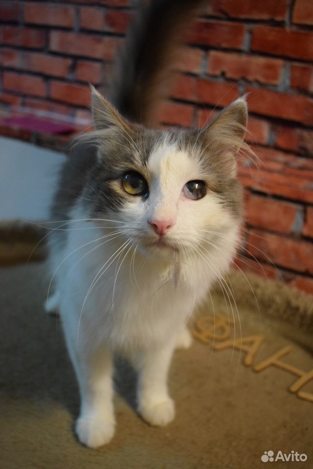 Котик Виня 1 год ищет дом