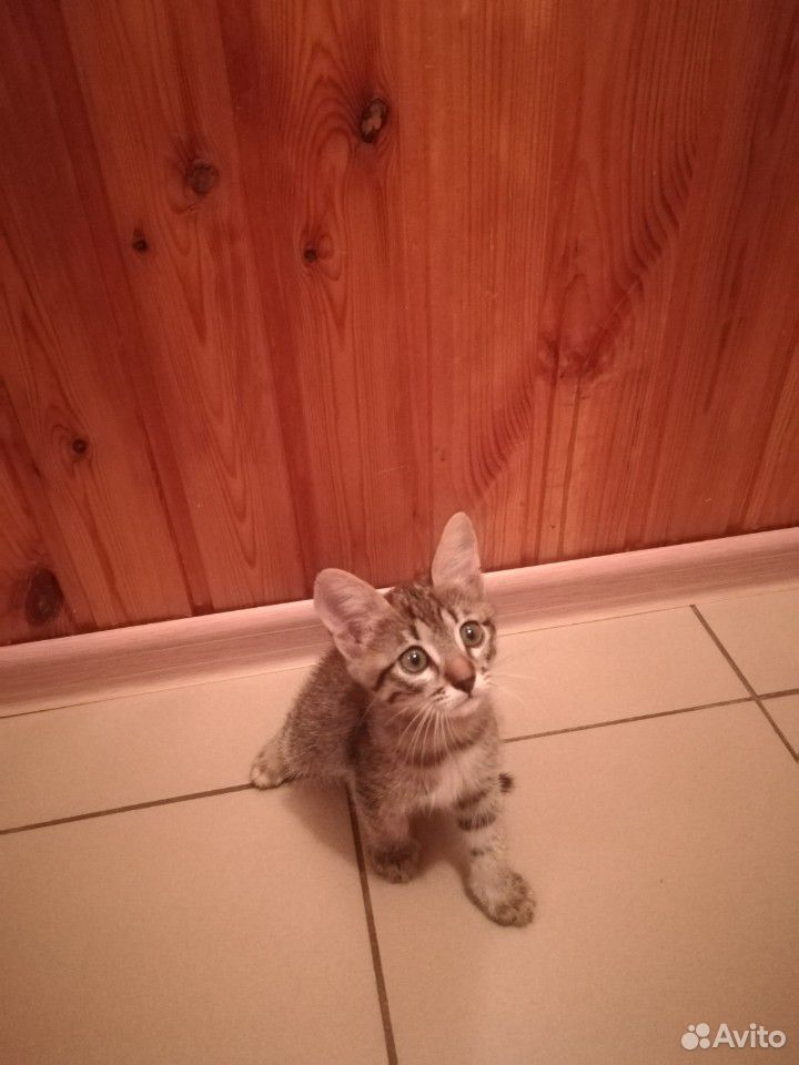 Котёнок ищет семью