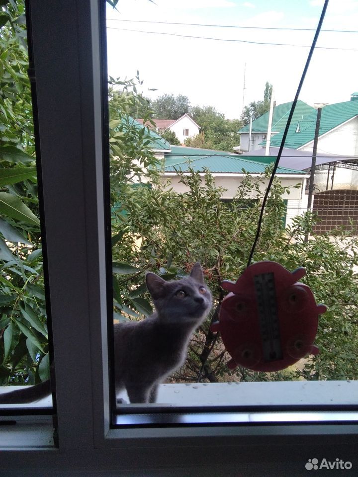Котята помессные