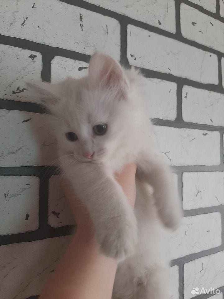 Белые котята