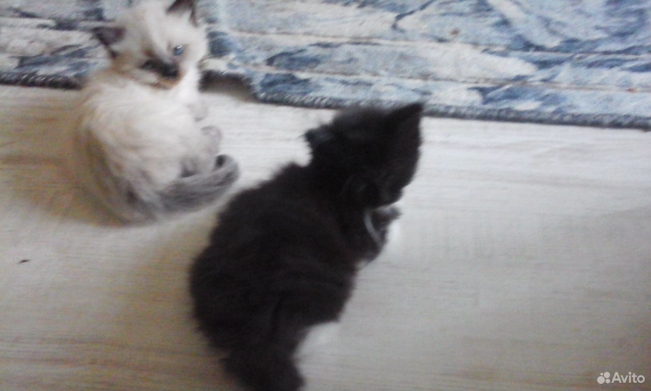 Котята в хорошие руки