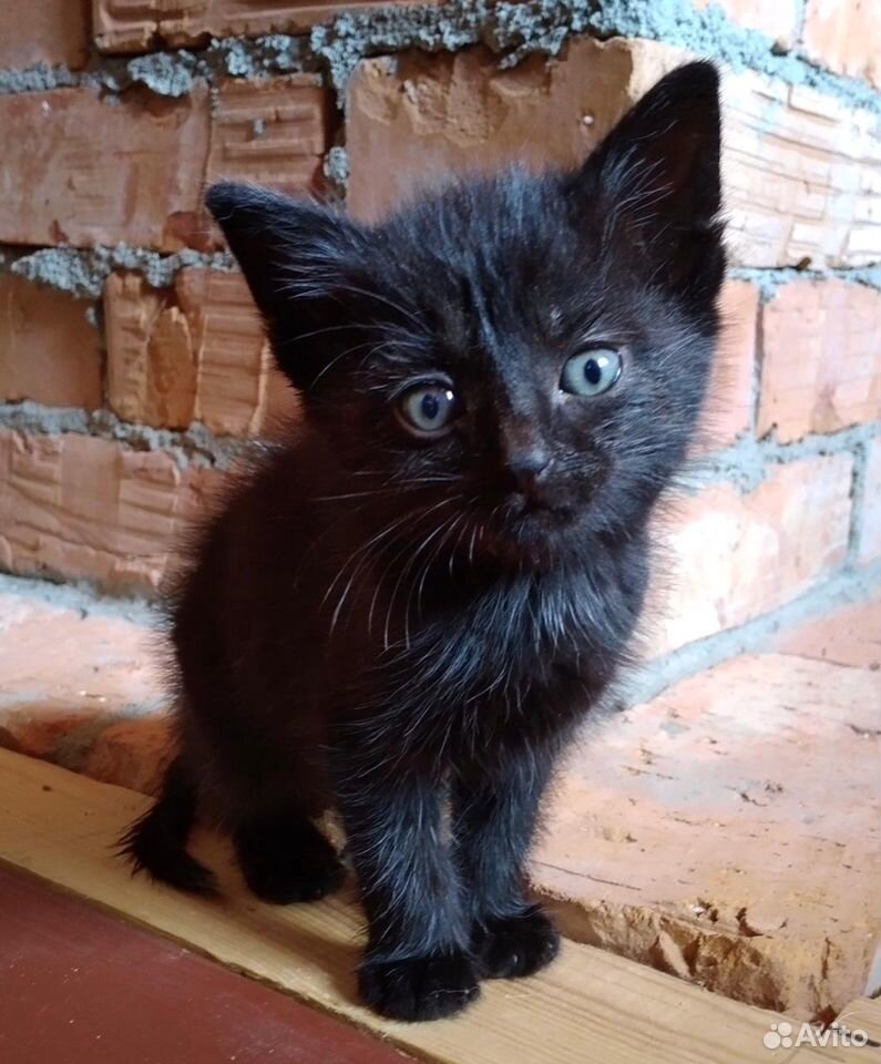 Котенок 1.5 мес