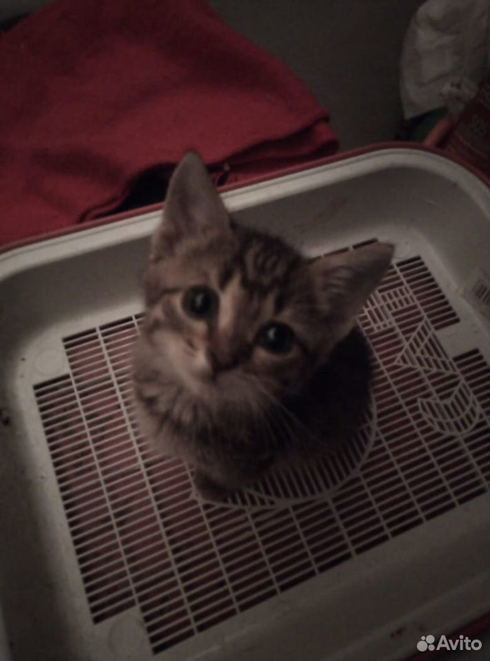 Маленькая Пуговка ищет дом