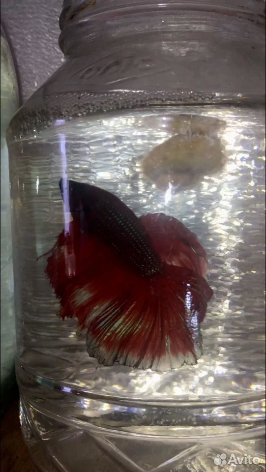 Аквариумные рыбки Петушки