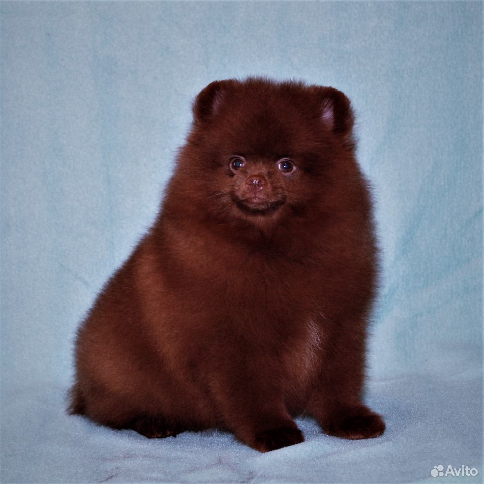 Шоколадный мальчик