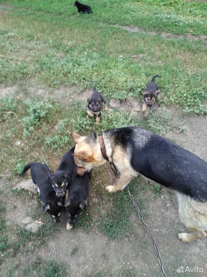 Восточноевропейские овчарки