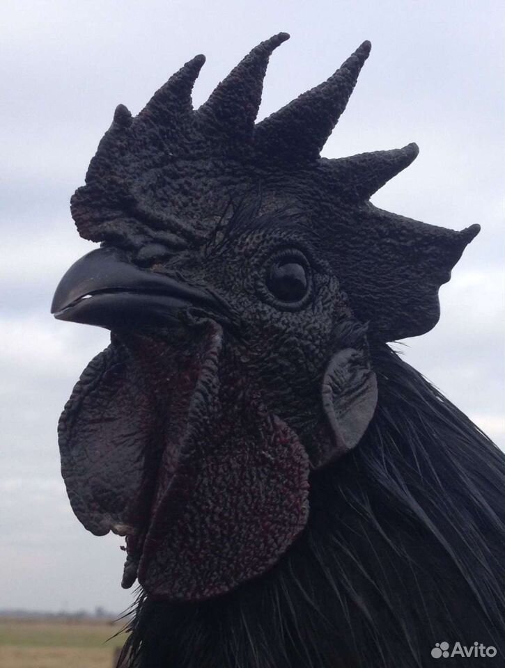 Петух Аям Цемани черные куры