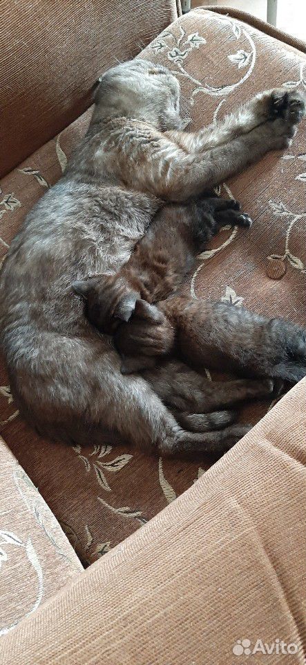 Котята чистокровные британки