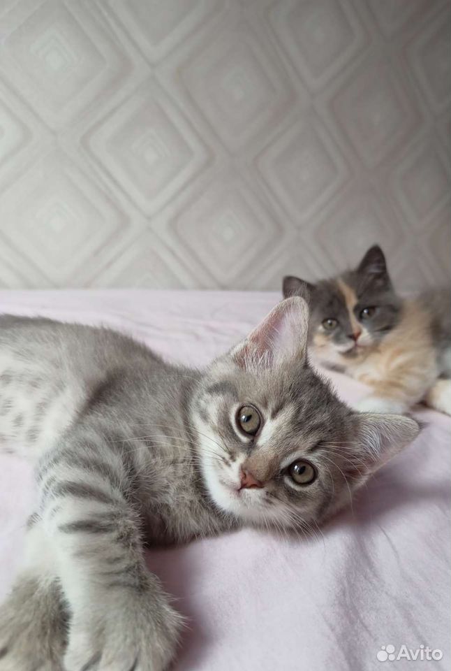 Котята метисы