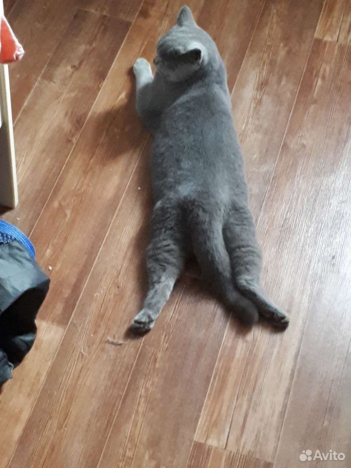 Кошка вязка