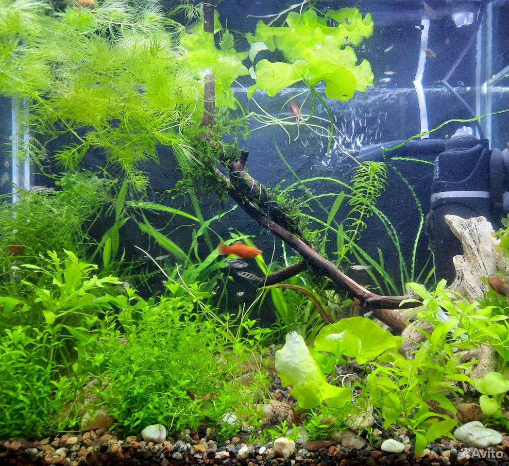Растения для аквариума