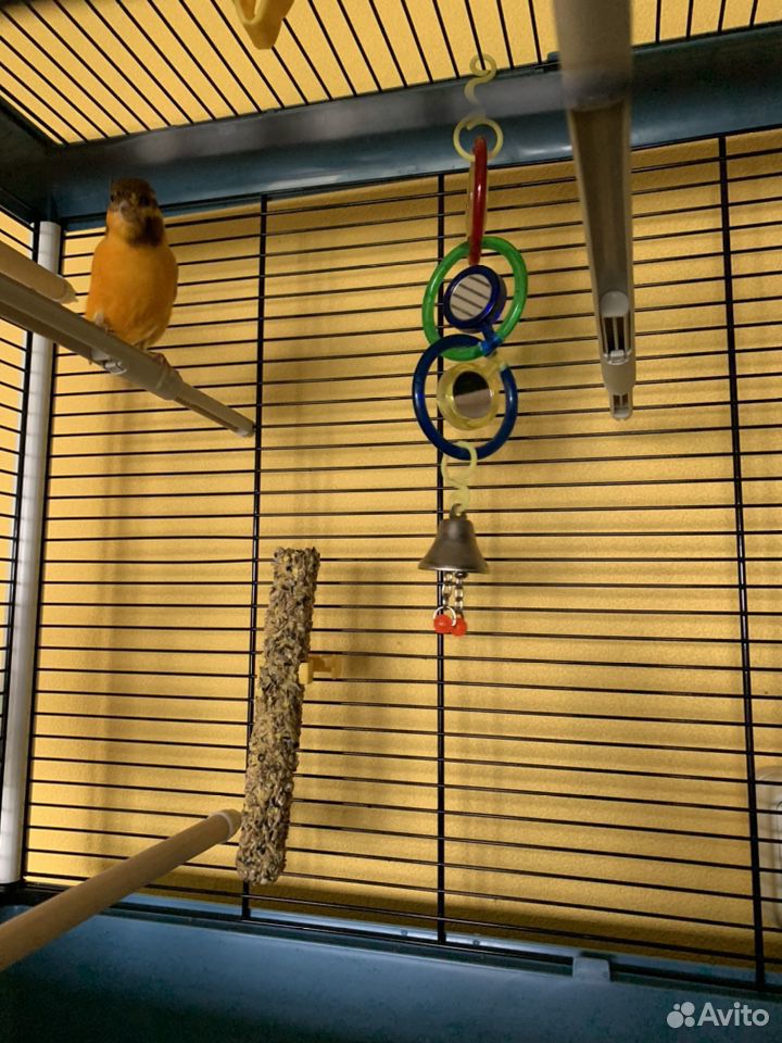 Отдам молодую канарейку