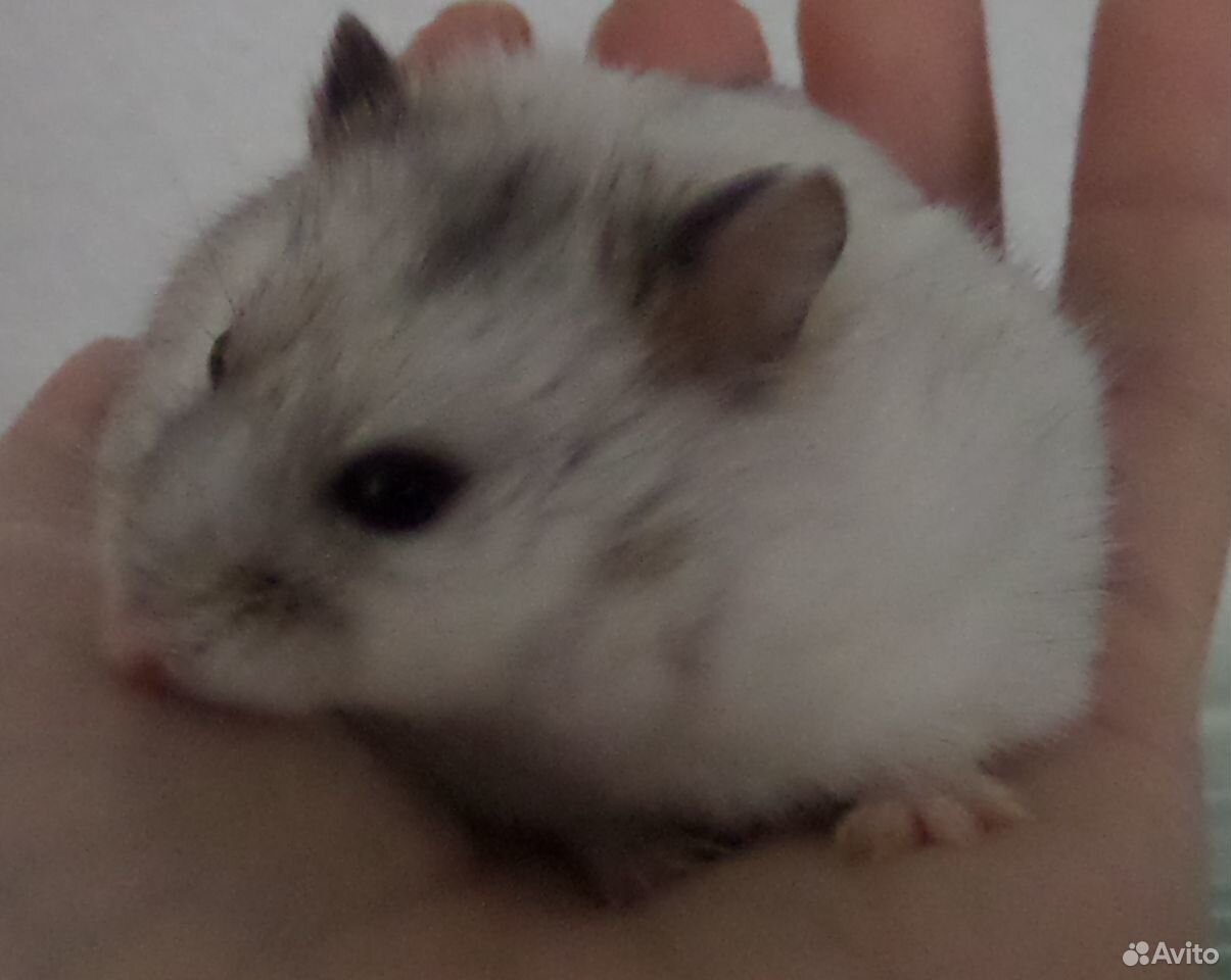 Хомяк кэмпбелл/джунгарский