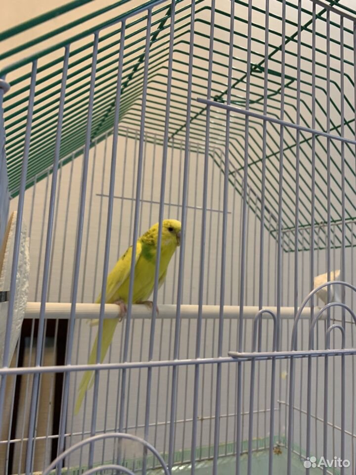 Попугай (девочка) с клеткой