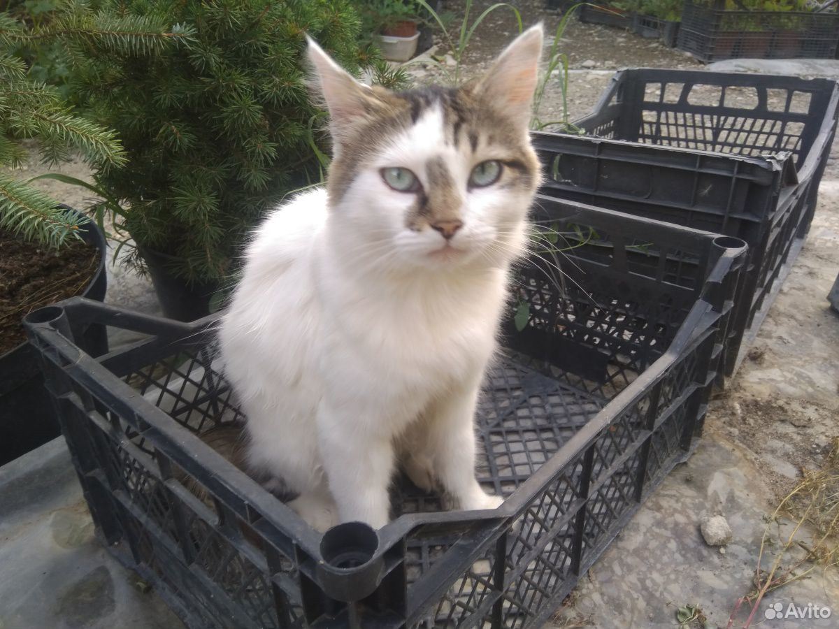 Коты и котята с характером