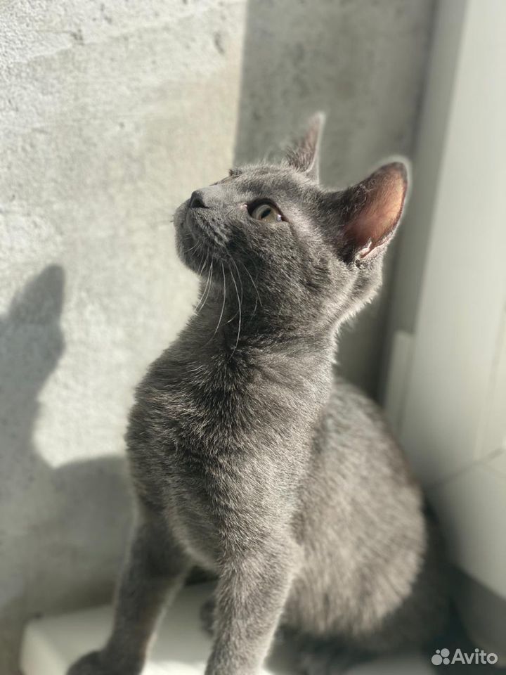 Котенок девочка в дар 2 мес