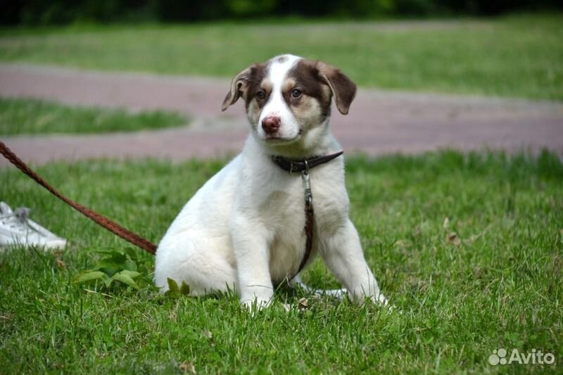 Белый шоколад классные белые щенки в дар