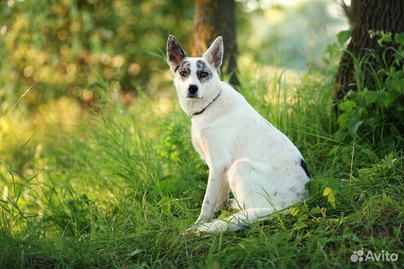 Небольшой белый песик интересного окраса Арчи