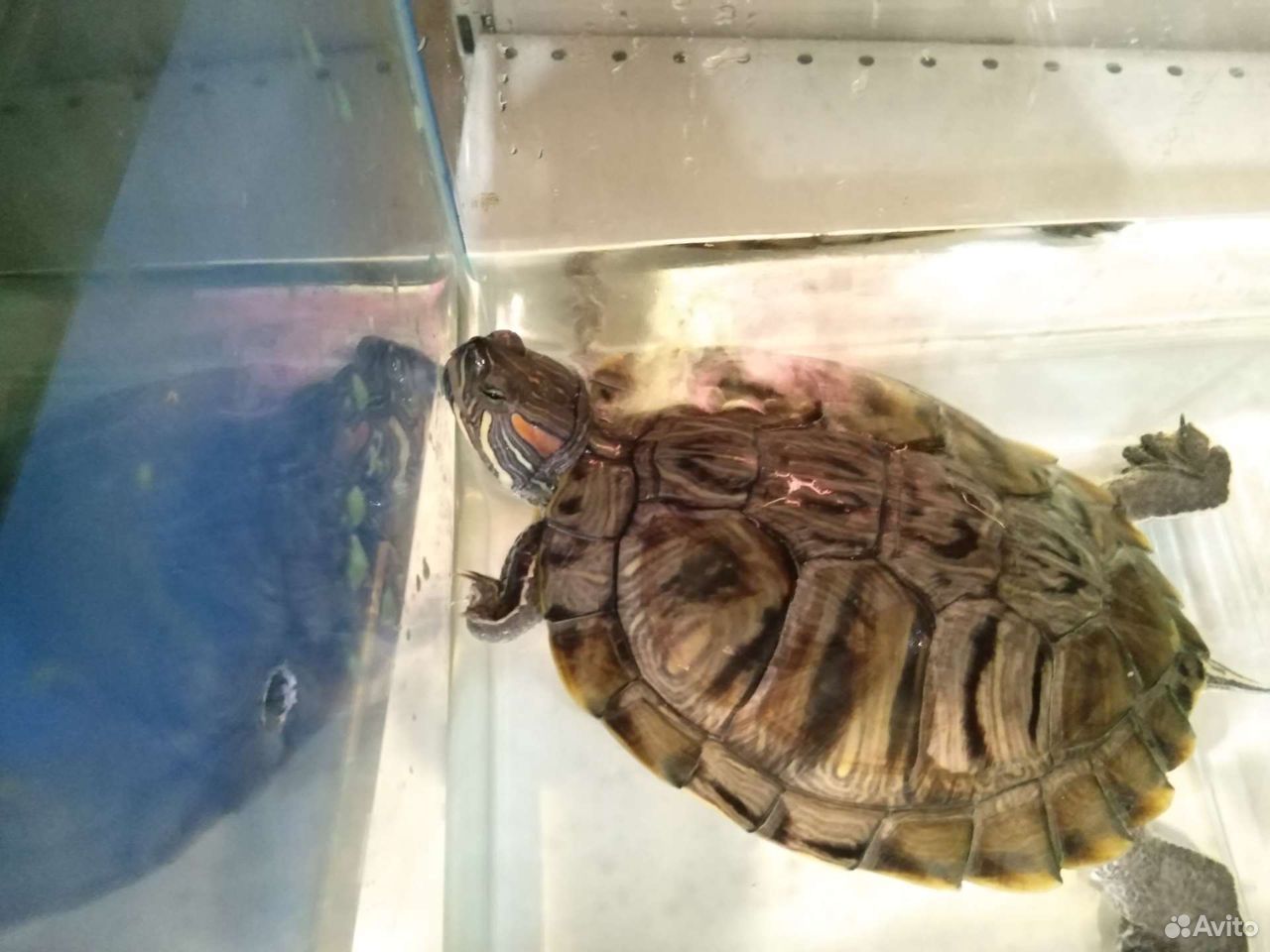 Красноухая черепаха