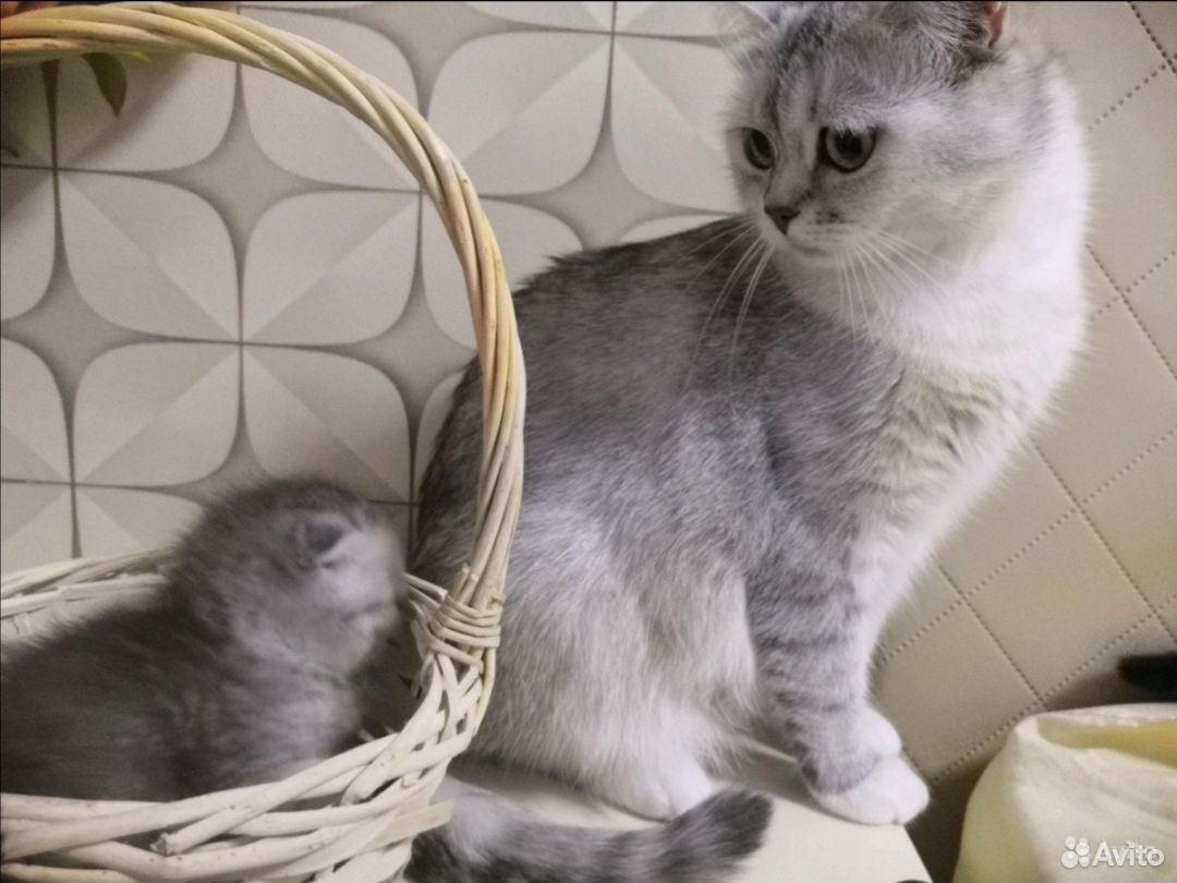 Шотландская