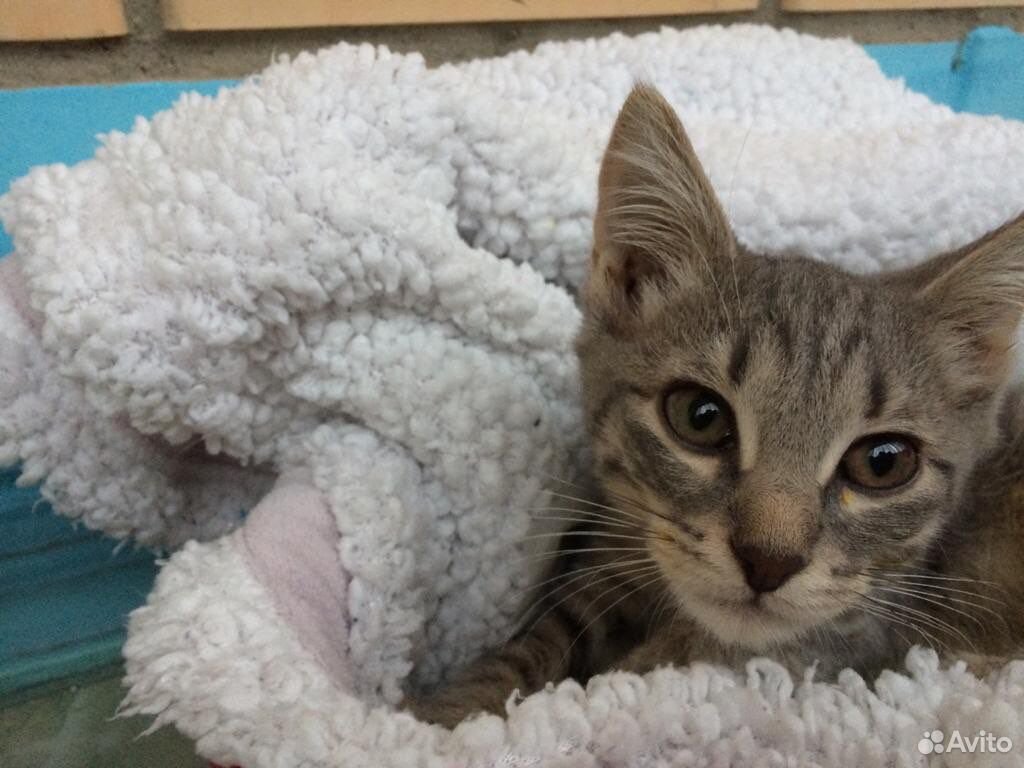 Котёнок 2 мес