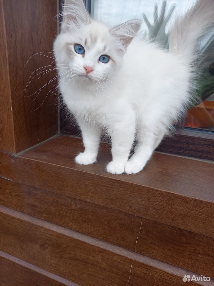 Кошка невская маскарадная