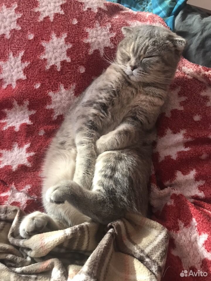 Шотландская вислоухая ищет своего принца