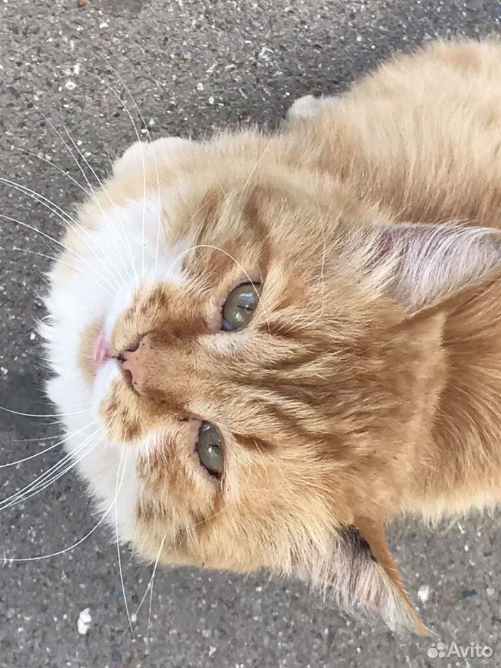 Кот