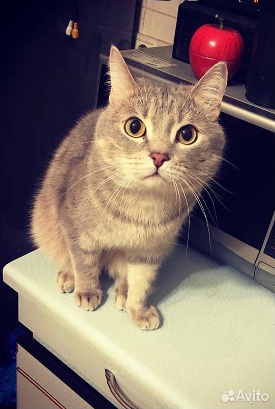 Потерялся кот в Покровке