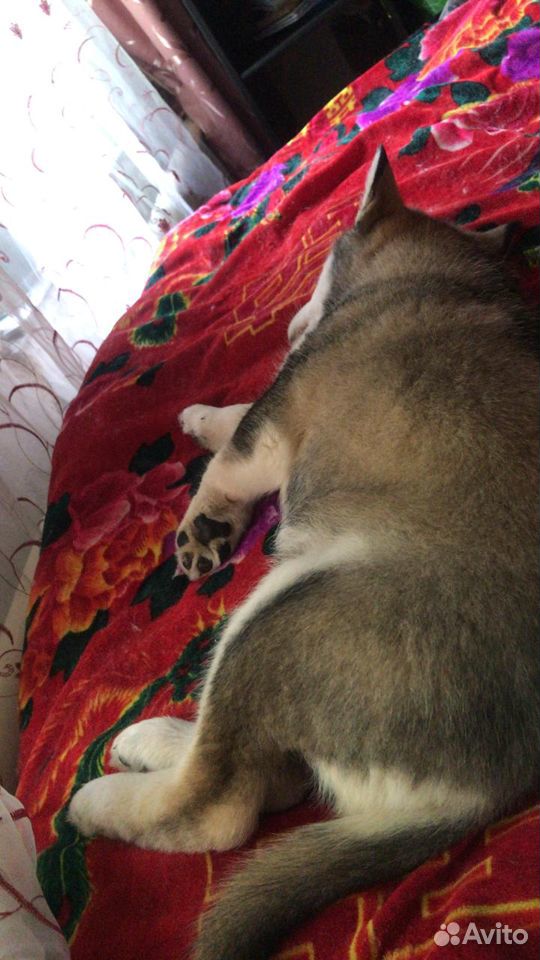 Щенок Аляскинского маламута